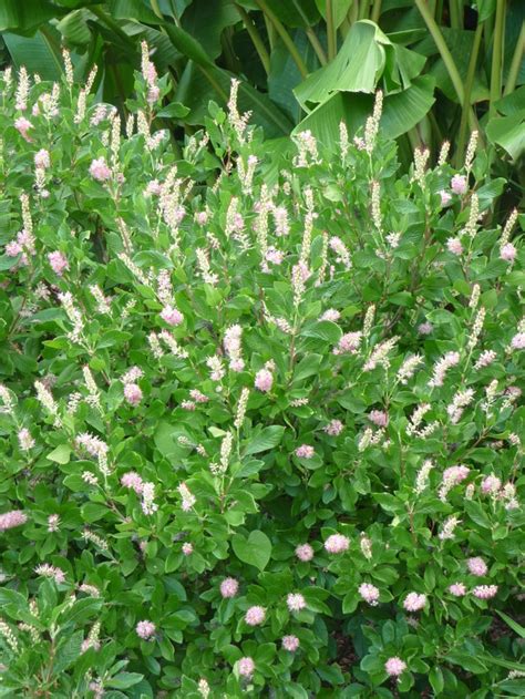 Ruby Spice Summersweet Poplar Forest Nursery Ruby Spice Summersweet Poplar Forest Nursery