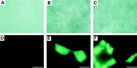 A Qualitative Relationship Between Dye Uptake And The Extracellular