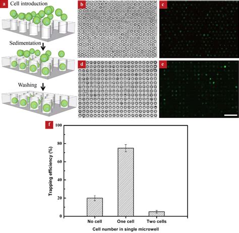 Cell Trapping Procedure And Analysis A Schematic Depiction Of The