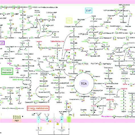 Metabolic Reconstruction Of Major Metabolic Pathways In Dpann Archaea