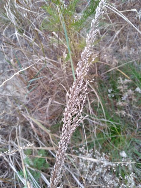 Bitter Panicgrass Search Native Plant Hub