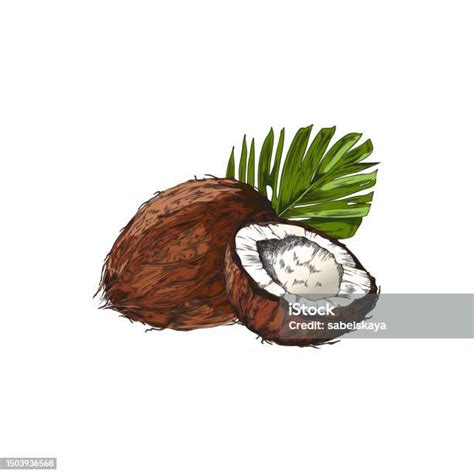 손으로 그린 다채로운 전체와 반 코코넛과 잎 스케치 스타일 갈색에 대한 스톡 벡터 아트 및 기타 이미지 갈색 건강한 생활방식 그리기 Istock