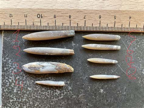 Belemnites From Carniol France Gargasian Fossil Id The Fossil Forum
