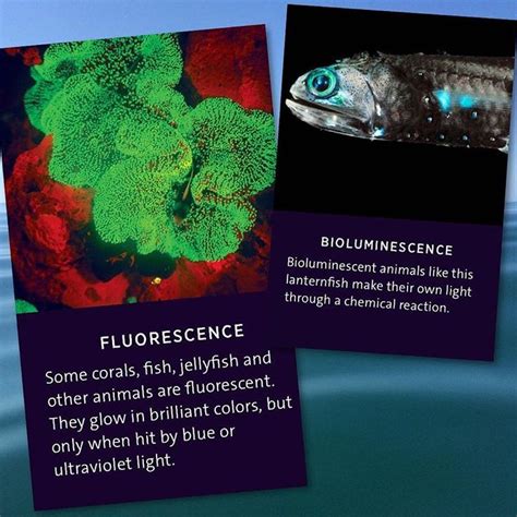 Bioluminescence Vs Fluorescence In Ocean Facts