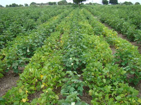 Dsc00253 Soyabean Cotton Intercropping System Ame Foundation Flickr