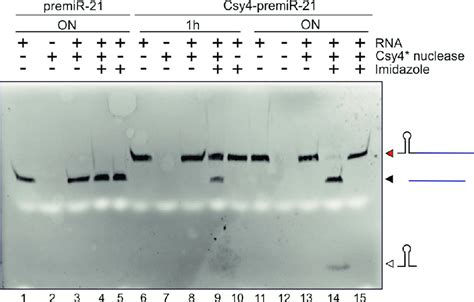 3 Csy4 Nuclease Activity Assay The In Vitro Transcribed Csy4 Tagged Download Scientific 3 Csy4 Nuclease Activity Assay The In Vitro Transcribed Csy4 Tagged Download Scientific