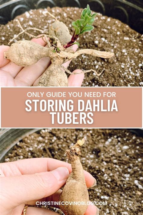 The Complete Guide To Dahlia Tubers Digging Dividing And Storing