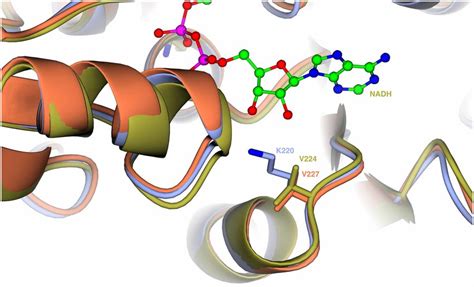 Structures Of The Benzyl Alcohol Dehydrogenase Nadh Binding Pocket