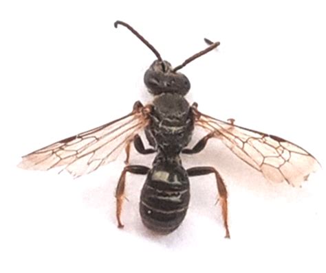 The Non Apis Bee Captured On Abelmoschus Esculentus Flower Download Scientific Diagram