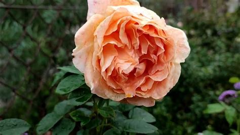 Троянди в холодні жовтневі дощі Недоліки саду Youtube