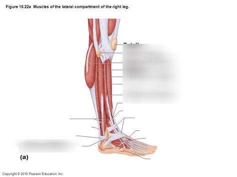 Leg Muscles Side Profile