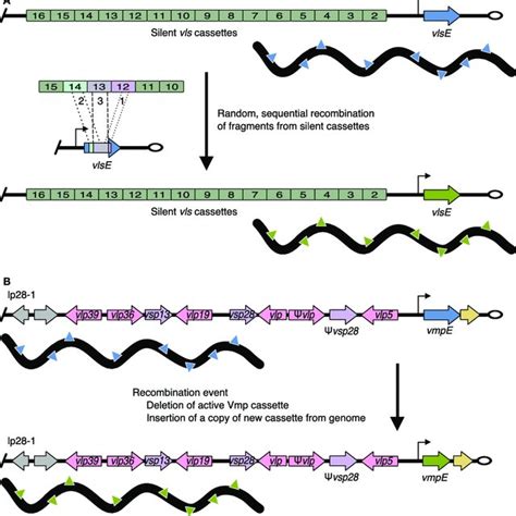 Proteolytic Single Hinge Cleavage Of Igg Antibodies And Its Role In