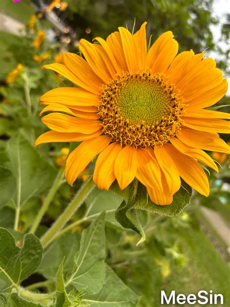 Siti Norasyikin Jaafar Posted On Linkedin