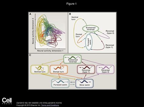Imaging The Neural Basis Of Locomotion Ppt Download