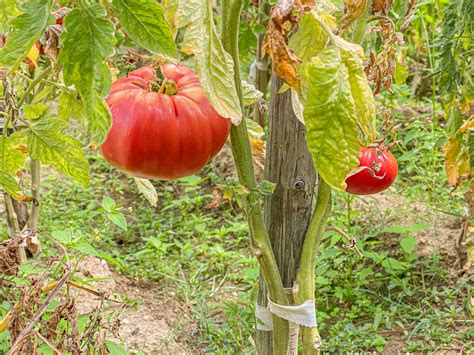 All About The Enormous Beefmaster Tomato Minneopa Orchards