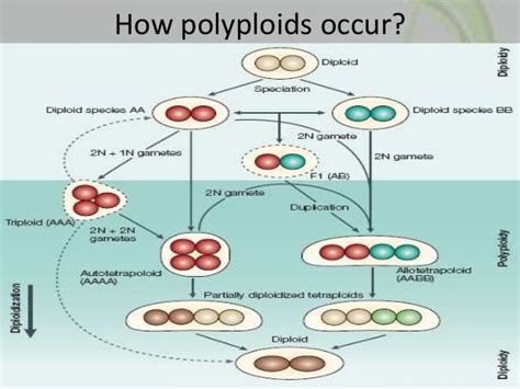 Polyploidy Definition