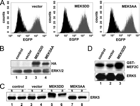 Retroviral Gene Transfer Of Constitutively Active And Constitutively