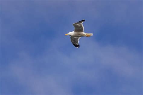 Premium Photo Yellowlegged Gull Larus Michahellis Flying With Blue Sky And Some Clouds Background