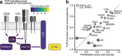Arrayed Crispr Screen For Tcr Activation With Multiplexed Scifi Rna Seq