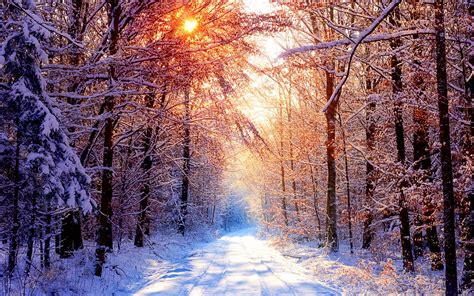 Nature Road Trees Snow Winter Wallpapers HD Desktop And Mobile