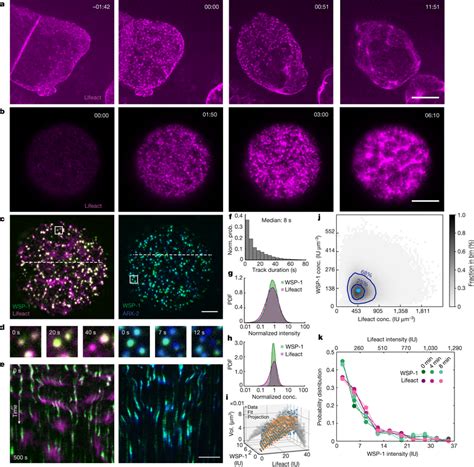 Actomyosin Cortex Formation At The Oocyte To Embryo Transition Proceeds