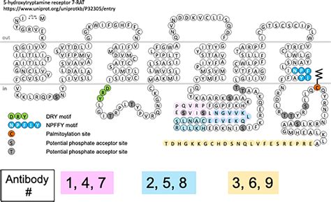 Snake Plot Of Rat 5 HT7 Receptor R 5 HT7 With The Peptide 1 Pink