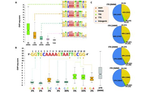 Sequence Fidelity Of The ITR Motif Determines The Affinity Of SETMAR HA Download Scientific