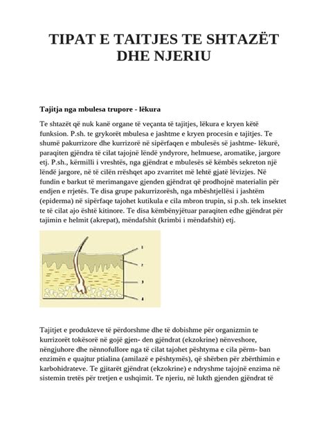 Tipat E Taitjes Te Shtazët Dhe Njeriu Pdf