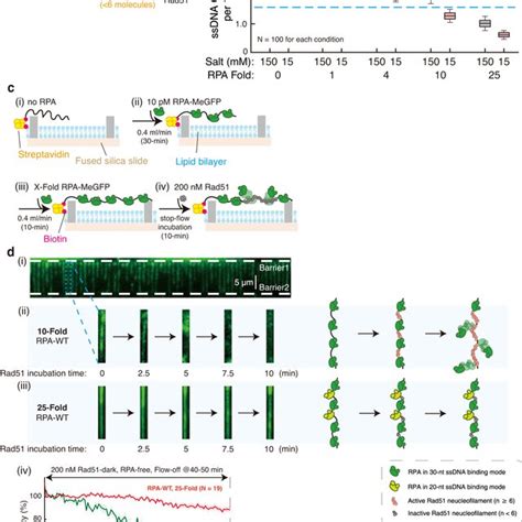 A Continuous Time Discrete Markov Chain Model For Multiple Rpa Download Scientific Diagram