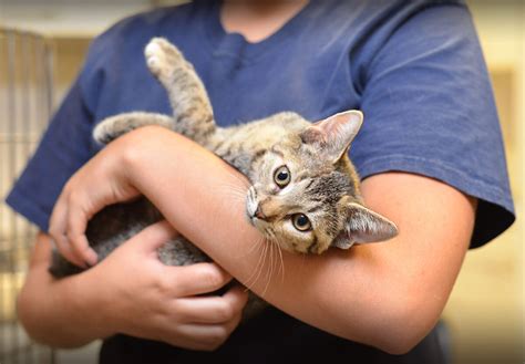 How To Take Care Of A Rescue Cat At Kurt Scott Blog