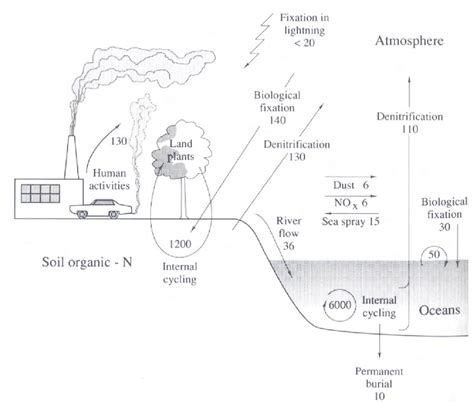 13 The Global Nitrogen Cycle Pools And Annual Flux In 10 12 G N Download Scientific Diagram