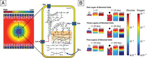 Examples Of Multiscale Hybrid Model Results A Illustration Of A