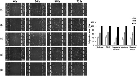 Cell Migration And Migration Rate In The In Vitro Scratch Assay Bj