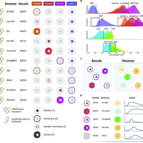Overview Of The Biosensor Barcoding Method Download Scientific Diagram