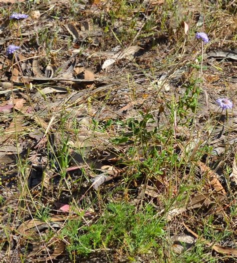 Flora Da Serra Da Arrábida Pycnocomon Intermedium