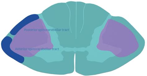 Figure 1 From Functional Anatomy Of The Spinal Tracts Based On Evolutionary Perspectives