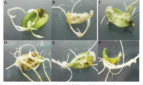 Figure 1 From Effects Of Explant Age And Strain Of Agrobacterium