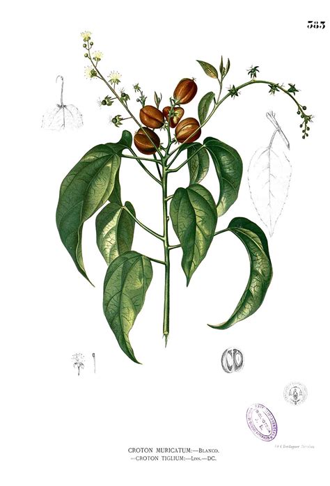 Croton Tiglium Wikispecies