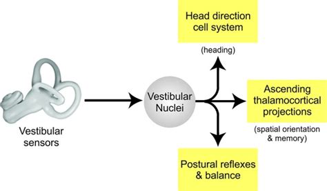 Vestibular Pathways For Spatial Memory Vestibular Signals From The Download Scientific Diagram