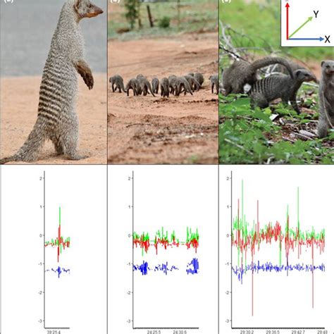 Behaviour Identification Via Accelerometer Data Inset Image Denotes Download Scientific
