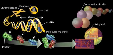genomes transcriptomes and proteomes trivia questions quiz attempts