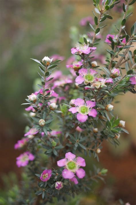 Leptospermum How To Grow Leptospermum Fiche Technique Bufuun