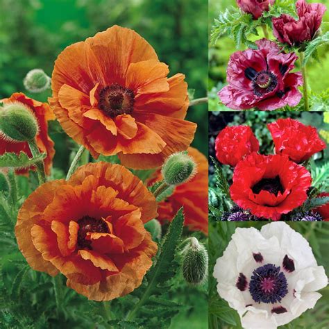 Oriental Poppy Flower Oriental Poppy Papaver Orientale In Reno