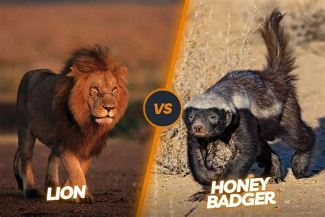 Honey Badger Vs Lion The Honey Badger Africa Geographic