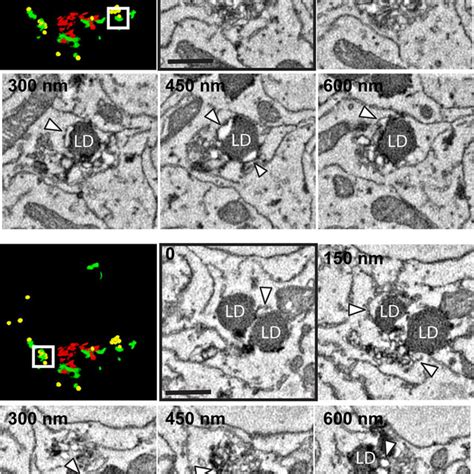 Sbf Sem And Tem Data Reveal Extensive Contact Between Ros And Lds