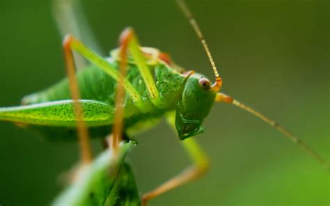 Grasshopper Insect Macro High Quality Hd Wallpaper Preview