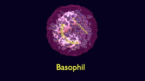 Basophil