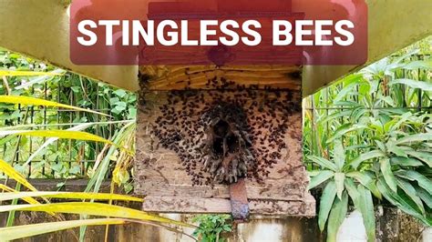 Lets Visit Our Stingless Bee Colonies Rabbit Nesting Youtube