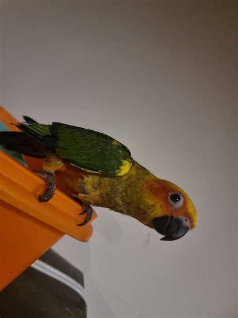 Tame Sun Conures Parrots 1101636786