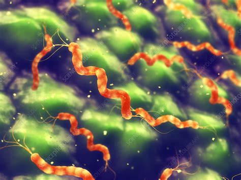 Spirillum Bacteria Illustration Stock Image F034 9529 Science Photo Library